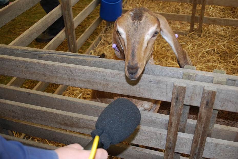 Goat being Interviewed - Radio Redhill
